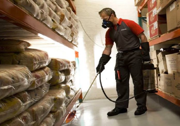 Pest Control in Logistics: Everything You Should Know About